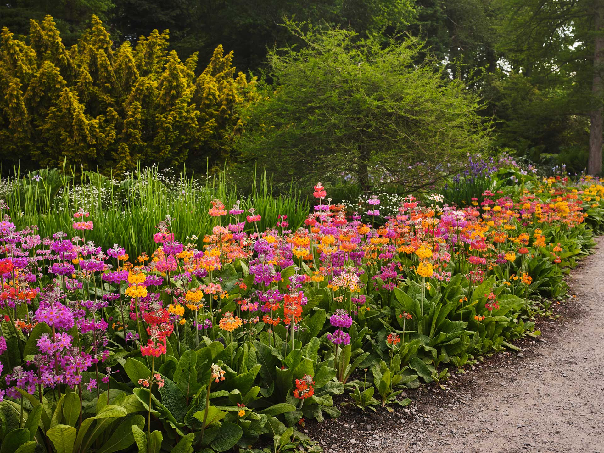 How to plant the perfect border - Goodhomes Magazine : Goodhomes Magazine