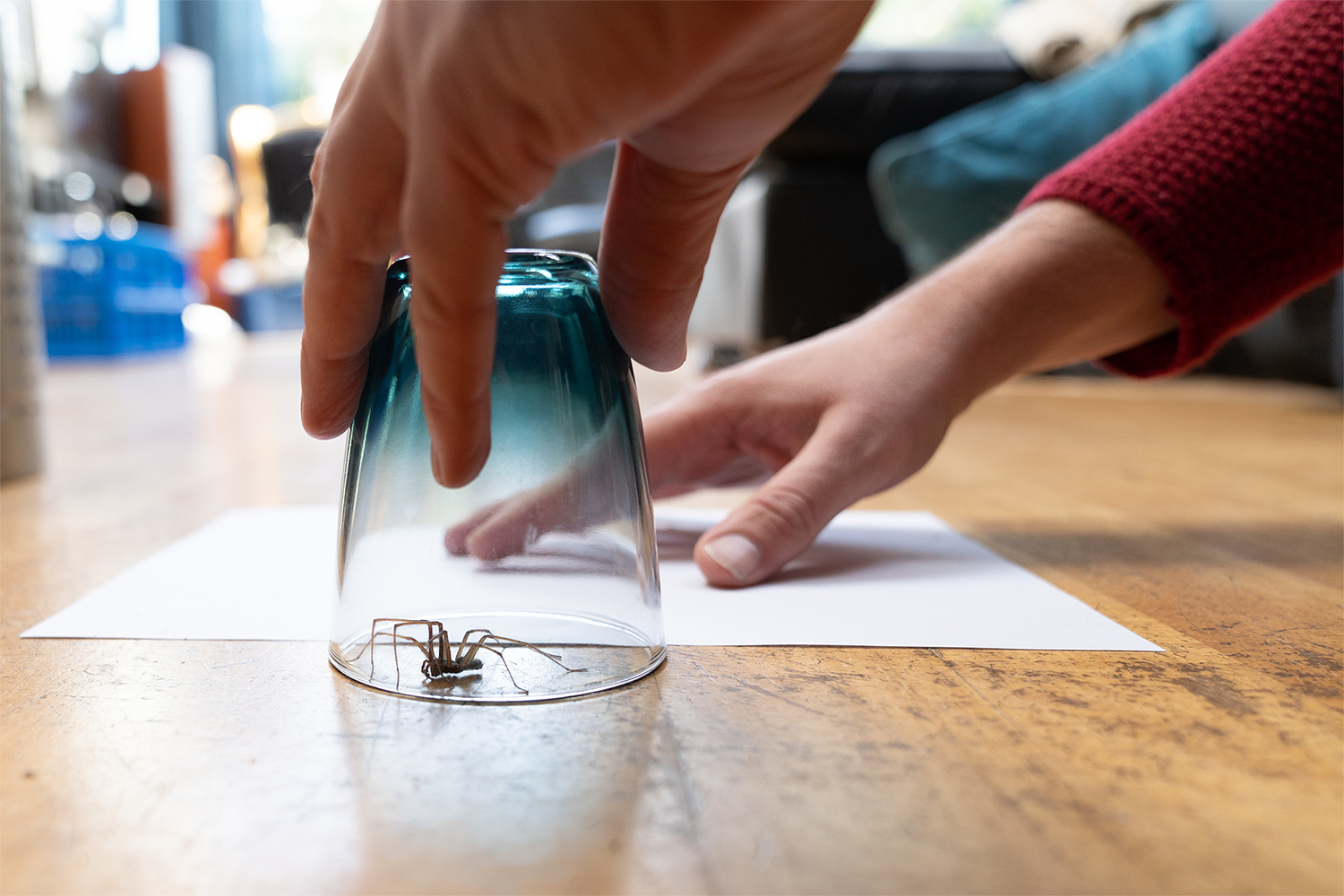 How to get rid of spiders in your home - 6 ways to repel them ...