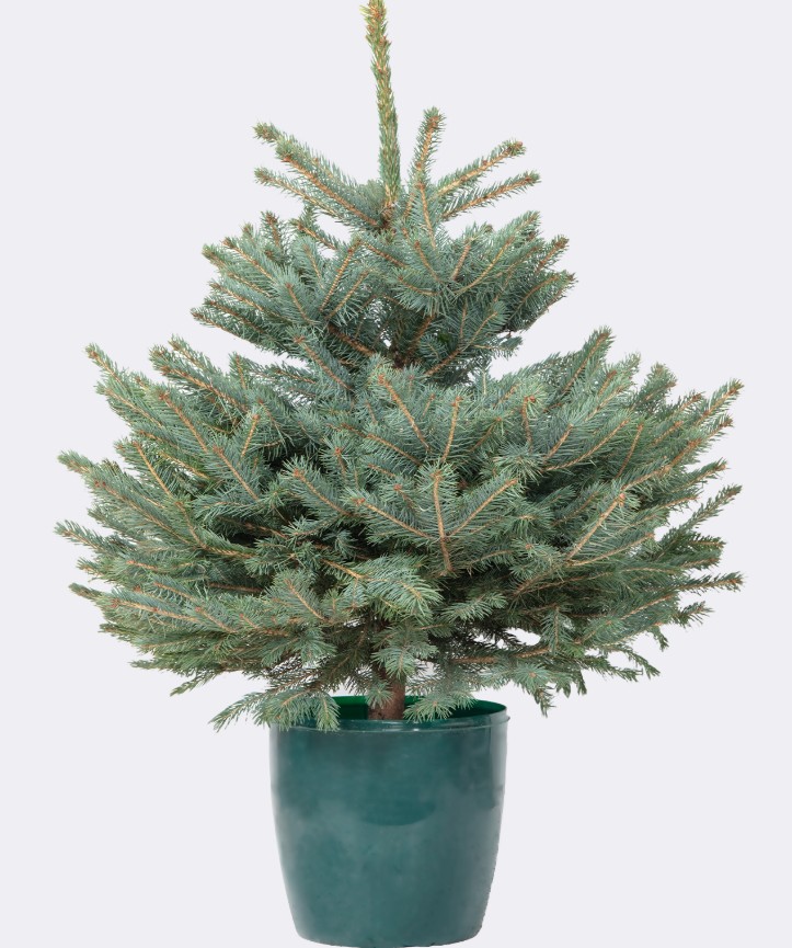 Best Christmas trees for small spaces - Goodhomes Magazine : Goodhomes ...